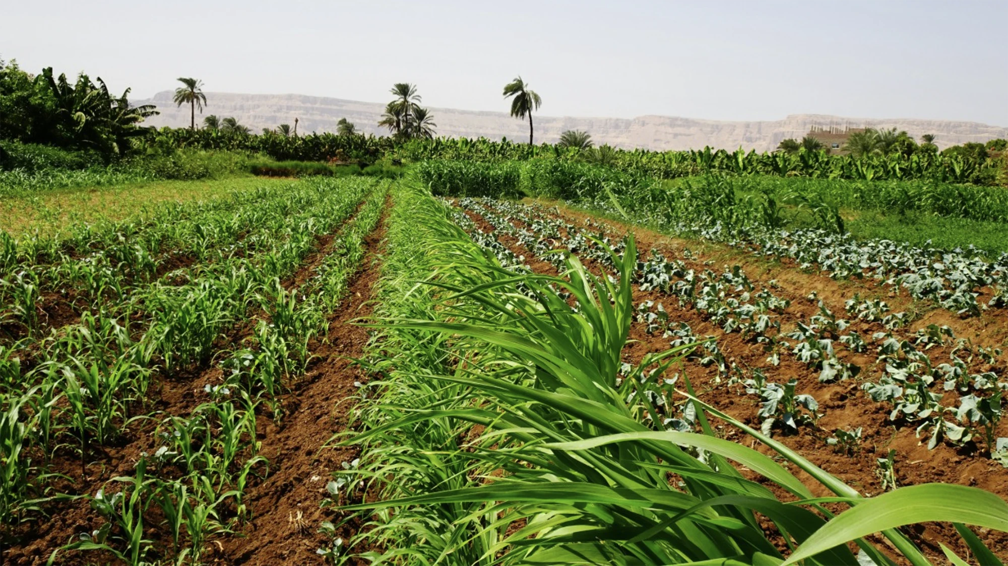 Addressing Food Insecurity with the World Food Programme - BCIU